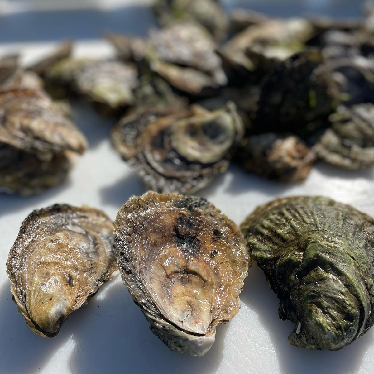 Cuttyhunk Oysters for the Holidays! - Cuttyhunk Shellfish Farms